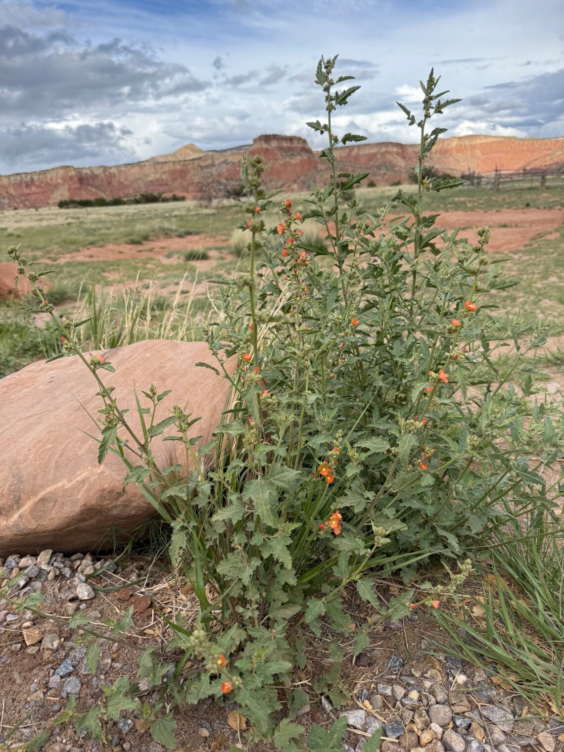 Desert Daydreams Design Of the Month-Globemallow